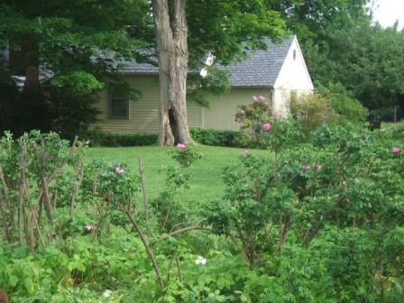 CC and rhododendron | WOOLMAN HILL